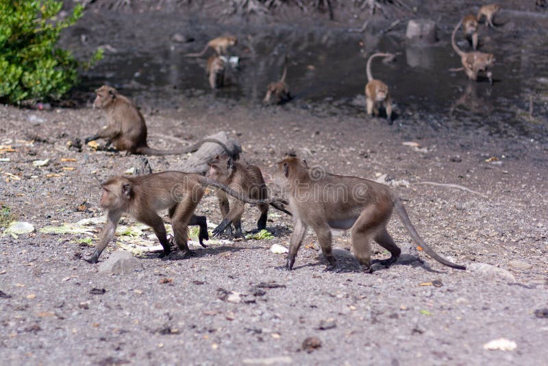 Group of Macaque Monkeys Walk on Ground with Mud in Background ...