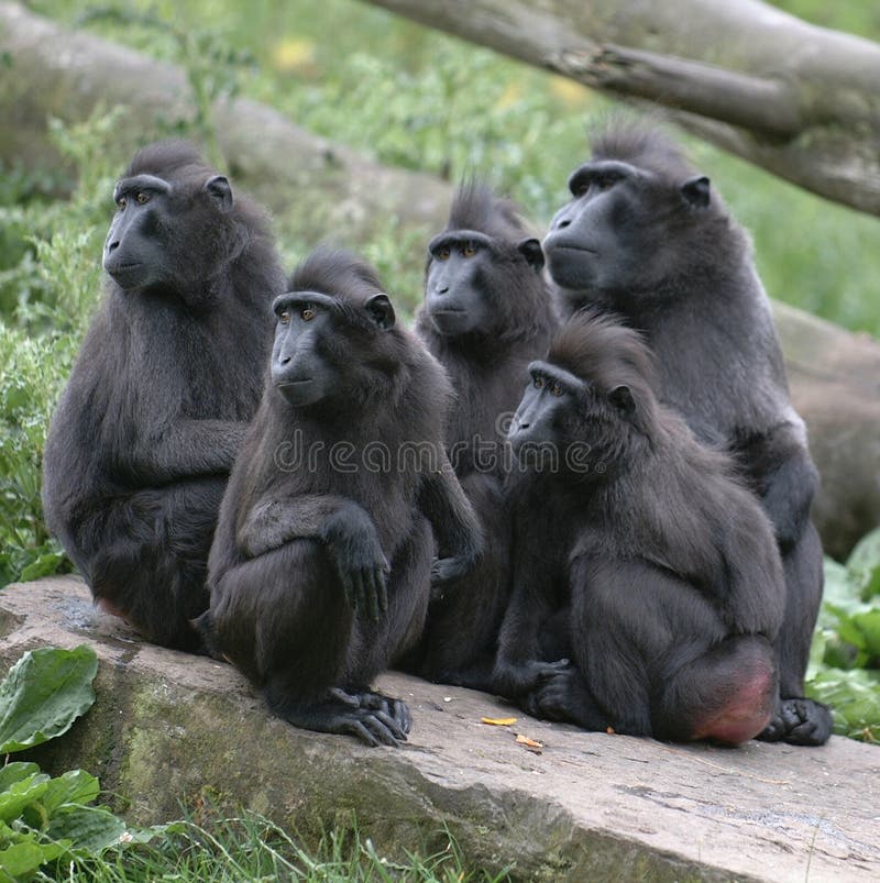 Group of Formosan Macaque Monkeys Sitting Stock Image - Image of ...