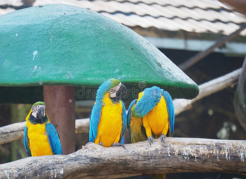 Group of Macaws stock image. Image of green, colorful - 43906665