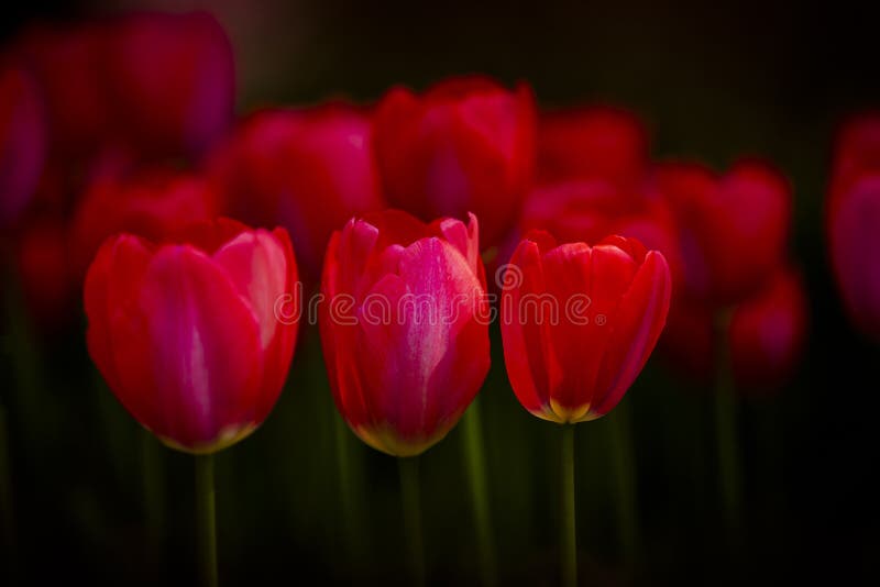 A Group of Macro Red Tulips in Backlight Stock Image - Image of soft ...