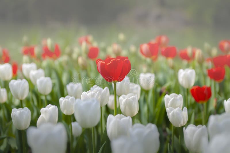 A Group of Macro Tulips in Soft Light Stock Photo - Image of bright ...