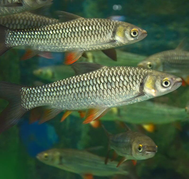 Group Mad Carp, Sultan Fish Stock Image - Image of leisure, fresh: 57004377