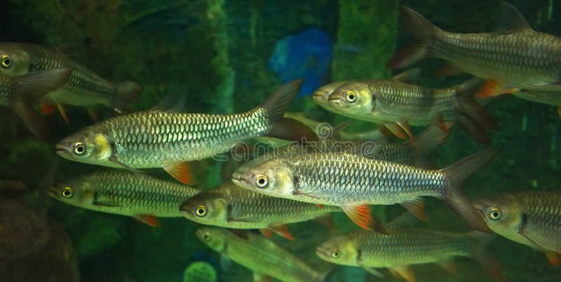 Group Mad Carp, Sultan Fish Stock Photo - Image of season, perch: 57004406