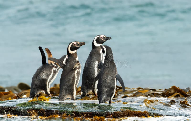 Group of Magellanic Penguins Gather Together on the Rocky Coast Stock ...