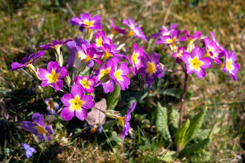 A Group of Primroses Flowering in the Spring Sunshine Stock Image ...
