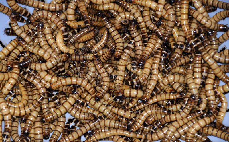 1,439 Maggots Stock Photos - Free & Royalty-Free Stock Photos from ...