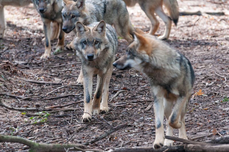 Group of Magnificent Wolves Roaming Around in a Beautiful Forest Stock ...
