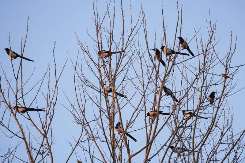 Group of Magpies Sitting on the Branches Stock Image - Image of bush ...