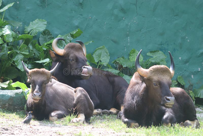 A group of Malayan gaur stock image. Image of animal - 258588615