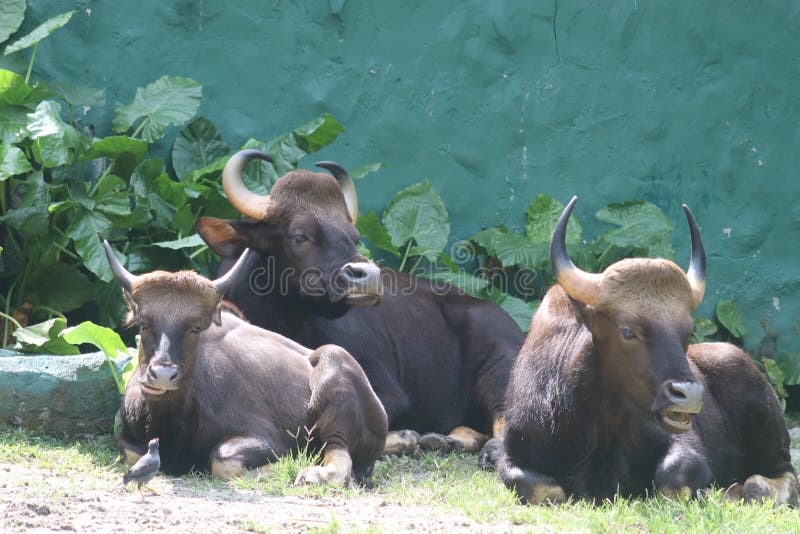 Malayan Gaur stock photo. Image of black, cattle, hump - 59288892