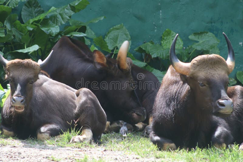 Malayan Gaur stock photo. Image of black, cattle, hump - 59288892