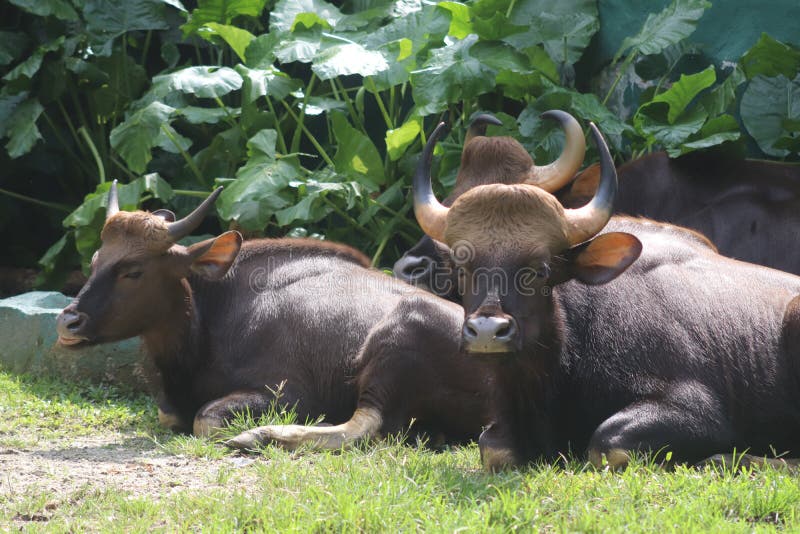 A group of Malayan gaur stock photo. Image of animal - 258588482