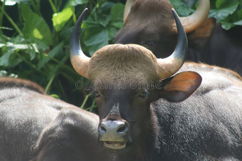 A group of Malayan gaur stock image. Image of wildlife - 258588517