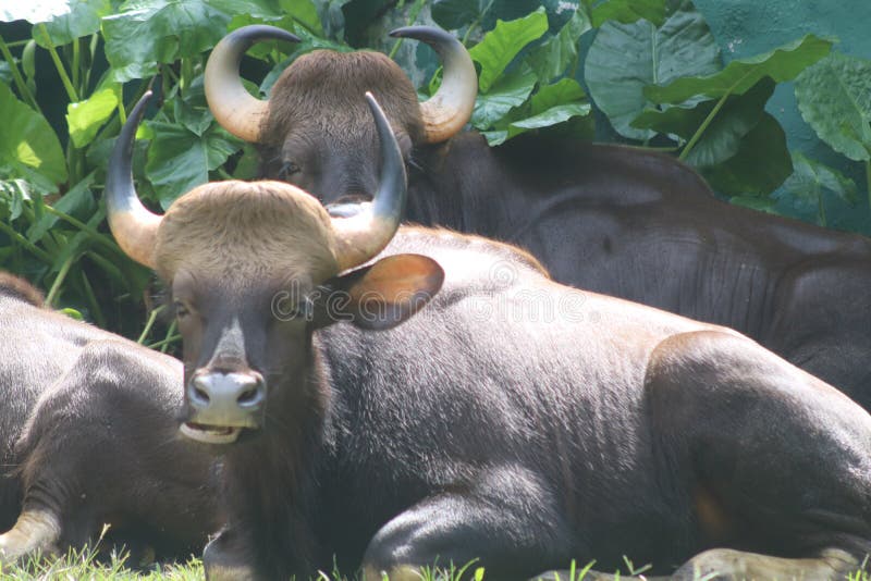 A group of Malayan gaur stock image. Image of gaur, malayan - 258588571