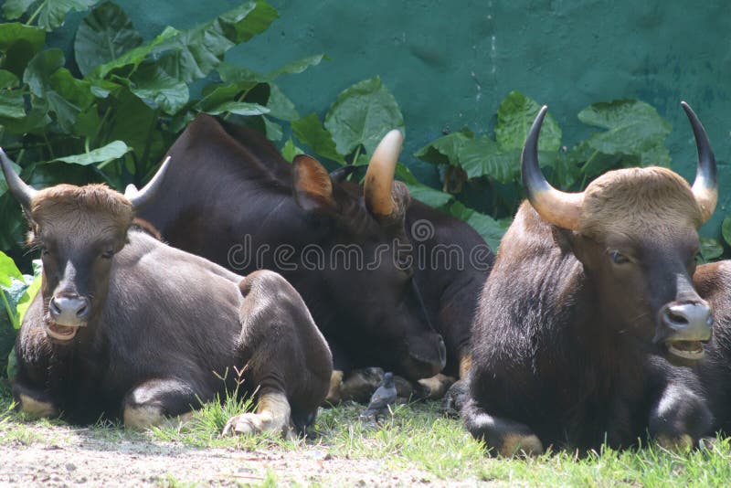 Malayan Gaur stock photo. Image of black, cattle, hump - 59288892