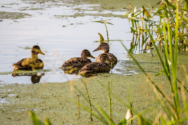 Mallards in Icy River stock photo. Image of snow, water - 62746742
