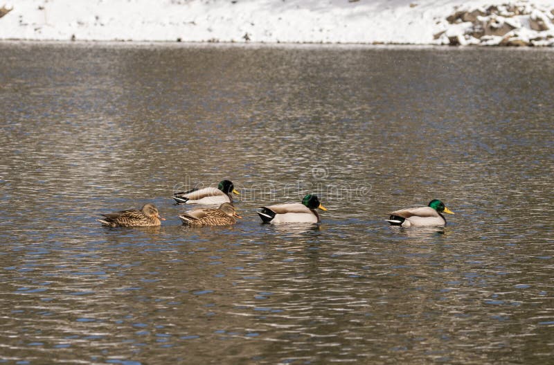 Group of Mallards Swimming stock image. Image of nature - 63789325