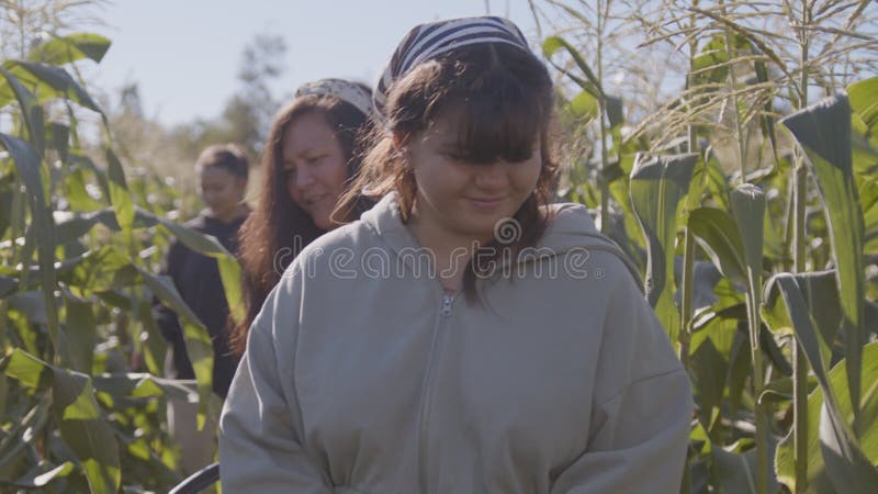 Group of a Man and Girls Walking in Corn Farm and Watching the Crop Stock Video - Video of ...