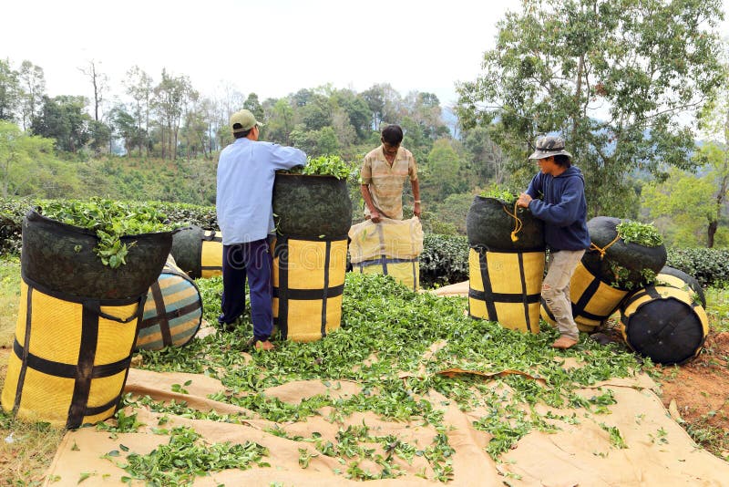 Group of Man Packing Tea Leaves Editorial Stock Image - Image of hill ...