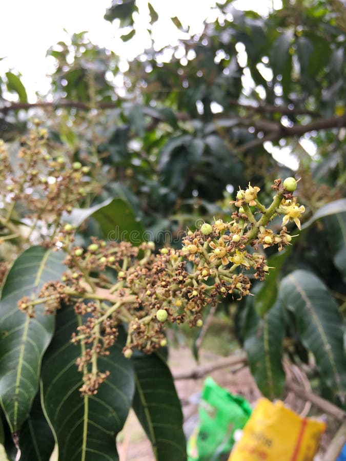 Group of Mango Flowers and Mango Leaf on Mango Tree. Stock Image ...