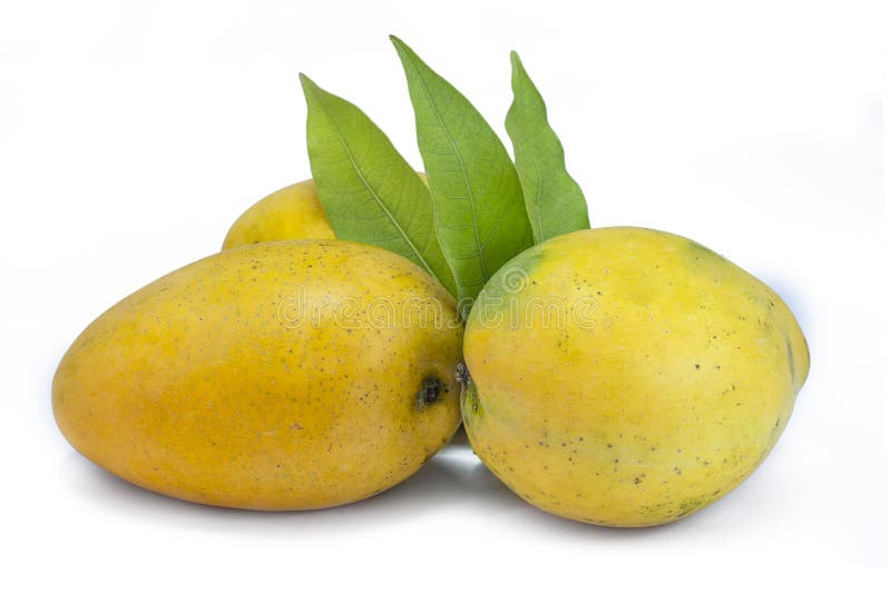 Group of Mangoes Isolated on White Background Stock Photo - Image of ...