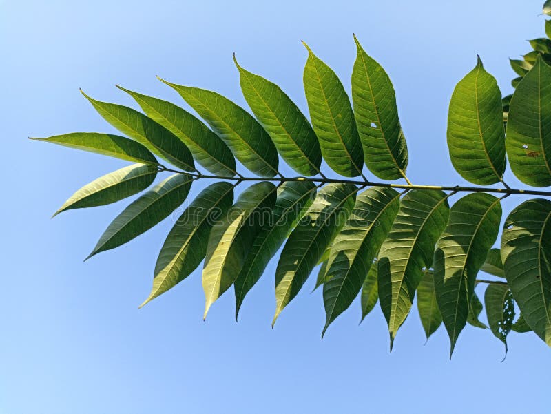 Group of Mangoo Tree Leafs Under the Blue Sky in India Stock Image ...