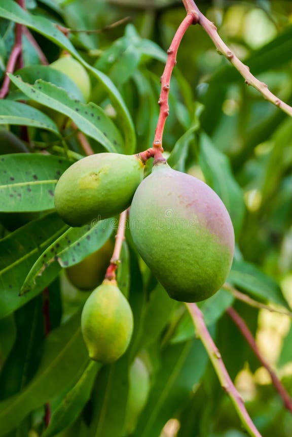 Group of Mangos Growing on Tree Stock Image - Image of green, yellow ...