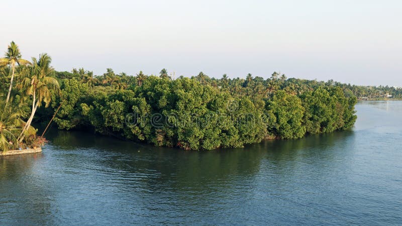 Group of Mangrove Tree is a Shrub or Small Tree that Grows in Coastal ...