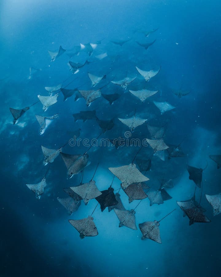 Group of Manta Rays Swimming in the Ocean. Stock Image - Image of manta ...