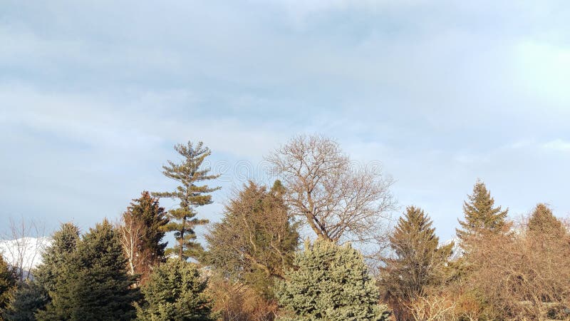 Group of Many Different Colored Trees Stock Image - Image of sizes ...