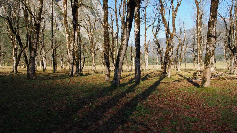 Group of Maple Trees in a Valley Stock Image - Image of trees, nature ...