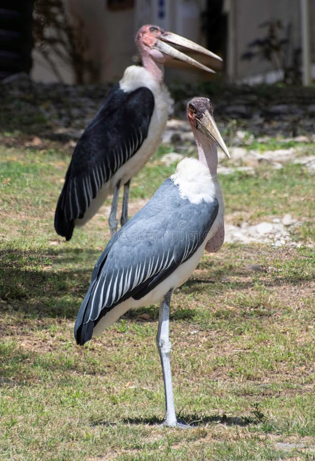 Marabou Storks in a Backyard Stock Image - Image of closeup, beak ...