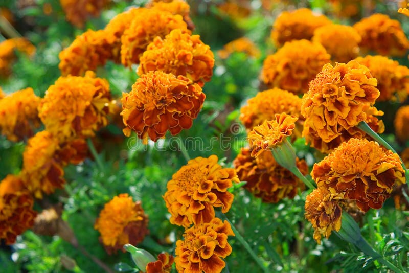 Orange marigold flowers stock photo. Image of head, group - 30308522