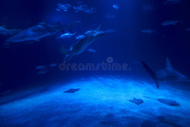 Group of Marine Animals in the Ocean Stock Image - Image of environment ...