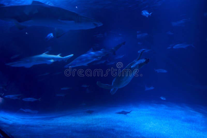 Group of Marine Animals in the Ocean Stock Photo - Image of diving ...