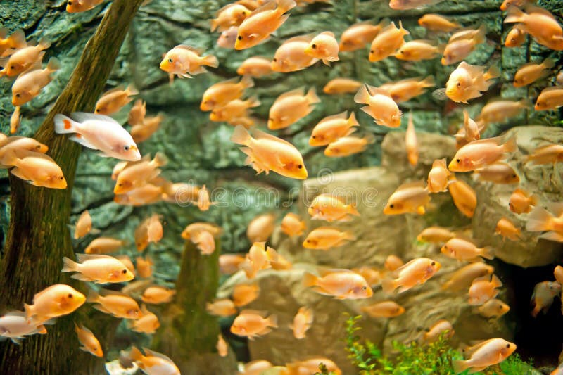 Group of marine fish stock photo. Image of similan, panoramic - 23786044