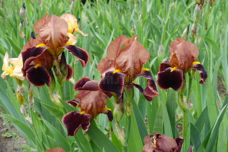 Group of Maroon and Brown Flowers of Iris Germanica in May Stock Photo ...