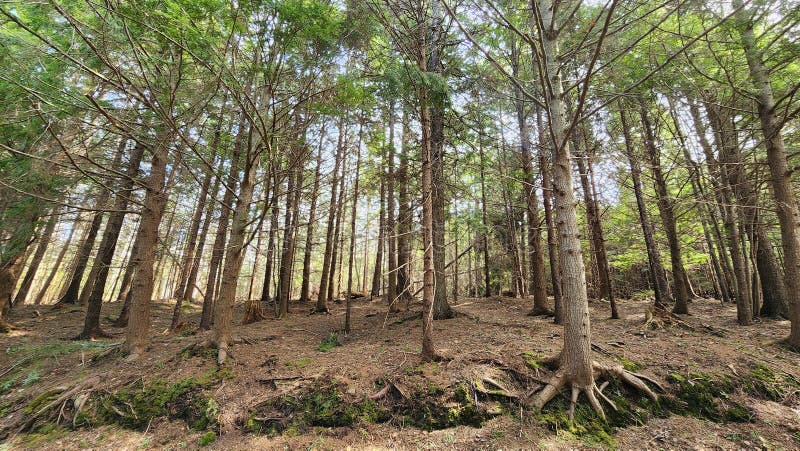 Group of Mature Trees Standing Tall within a Dense Forest. Stock Image ...