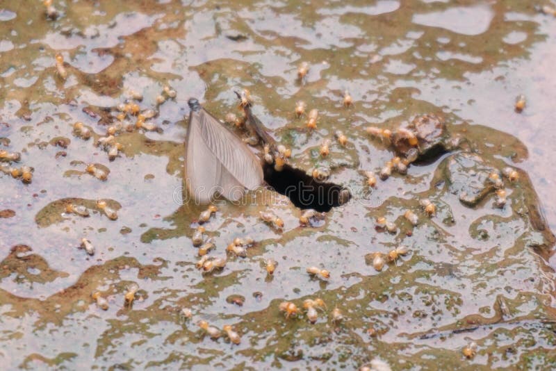 Group of mayfly stock photo. Image of biology, nature - 103827292