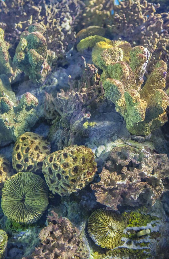 Group of Mediterranean Sponges Stock Photo - Image of biodiversity ...