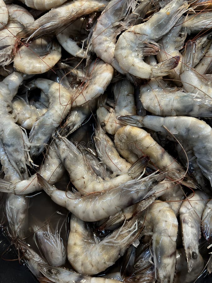 A Group of Medium Sized Shrimp Stock Photo - Image of medium, meal ...