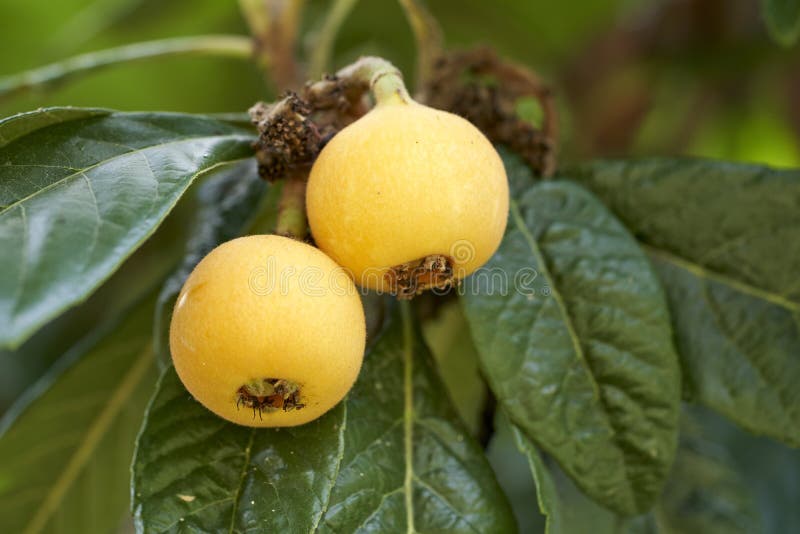 Group of medlars in a tree stock photo. Image of branch - 119634450