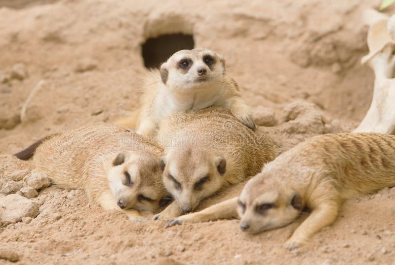 Group of meerkat sleep stock image. Image of watchful - 31760907