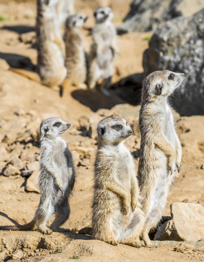 Group of meerkats stock image. Image of small, south - 70786741
