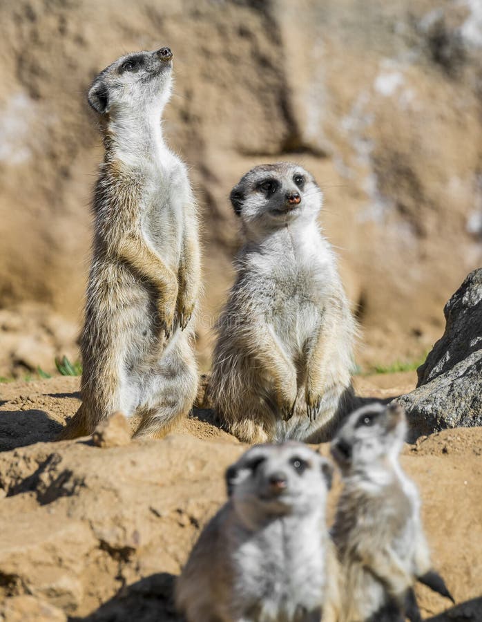 Group of meerkats stock image. Image of hair, alert, face - 70786763