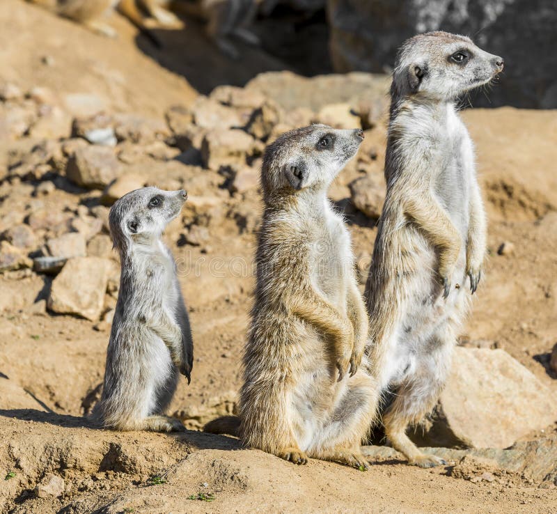 Group of meerkats stock photo. Image of face, orange - 70787958