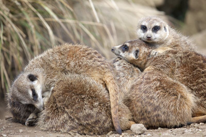 A group of Meerkats stock photo. Image of meerkat, mammal - 33688862