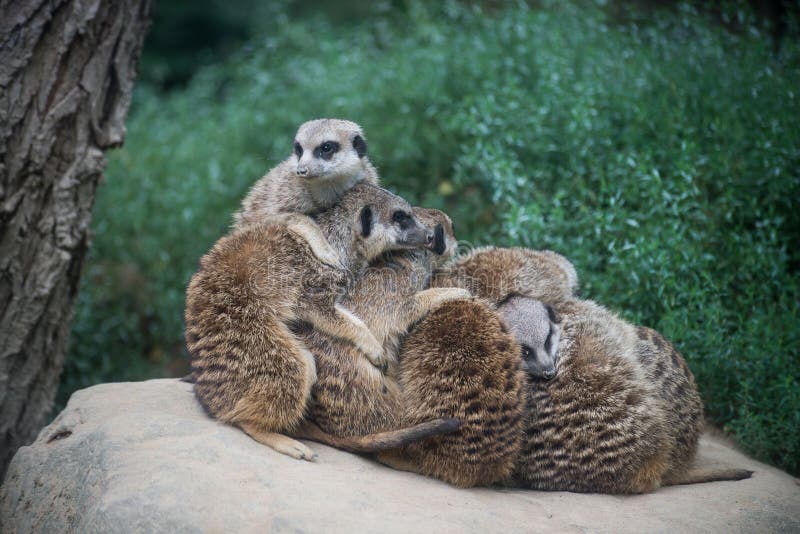 Meerkats Hugging in a Zoologic Park Stock Image - Image of animals ...