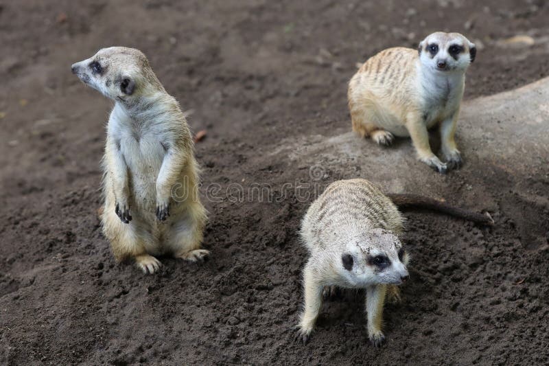 Group of Meerkats in Outdoor Enclosure at the Zoo Stock Image - Image ...