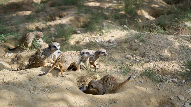A Group of Meerkats in the Sand Stock Image - Image of mammal, fauna ...